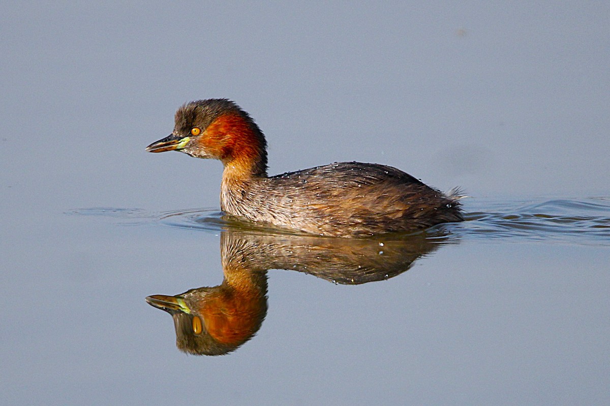 ML627634694 - Little Grebe - Macaulay Library