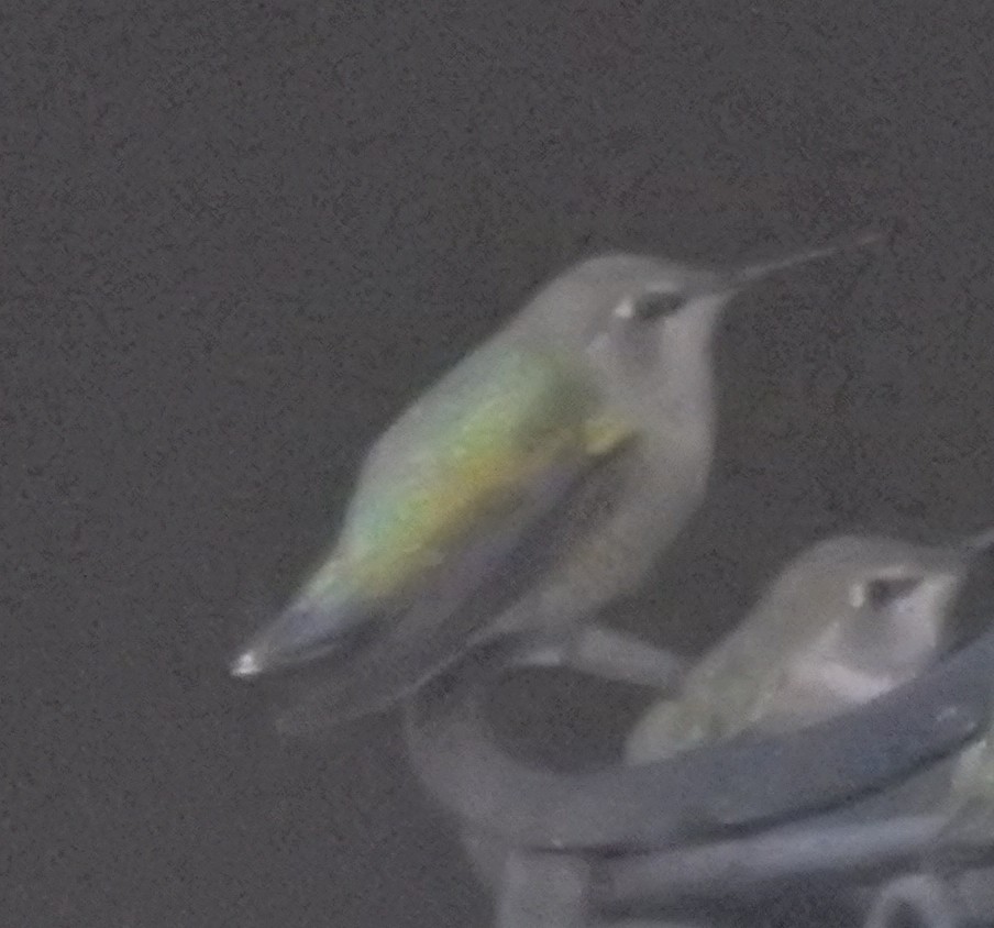 eBird Checklist - 14 Dec 2024 - Cole Creek Rd., Kelseyville - 1 species