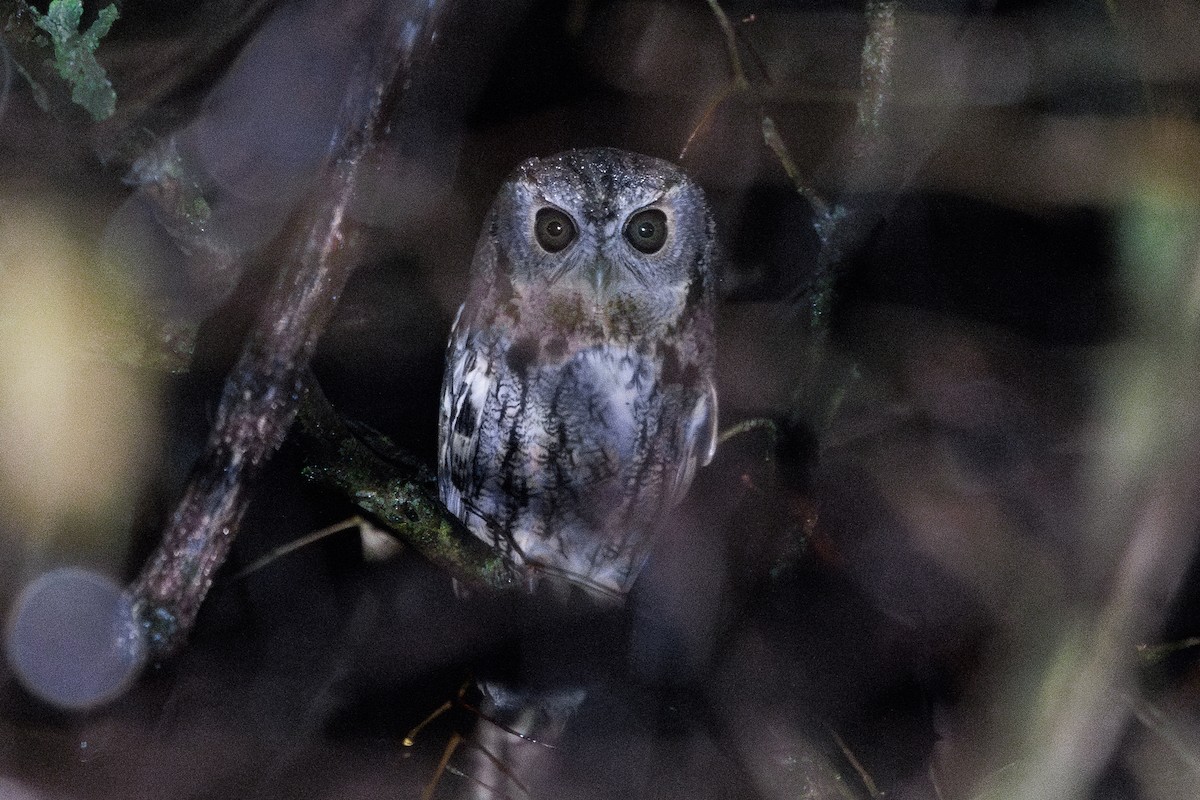 eBird Checklist - 15 Dec 2024 - Cap Sauers Holdings Forest Preserve - 2 ...