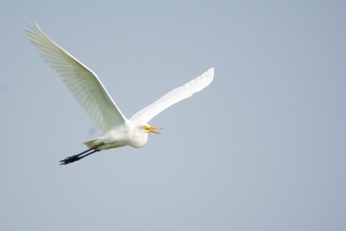 ML627639614 - Medium Egret - Macaulay Library