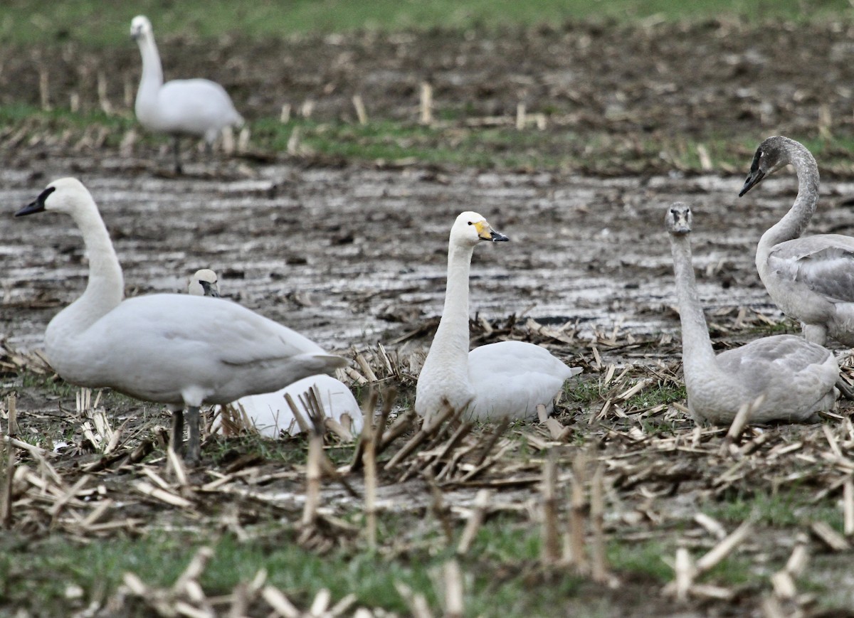 eBird Checklist - 16 Dec 2024 - Sumas Prairie - 1 species