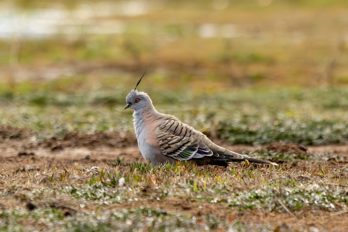 eBird Checklist - 3 Aug 2024 - Heart Morass State Game Reserve - 29 species