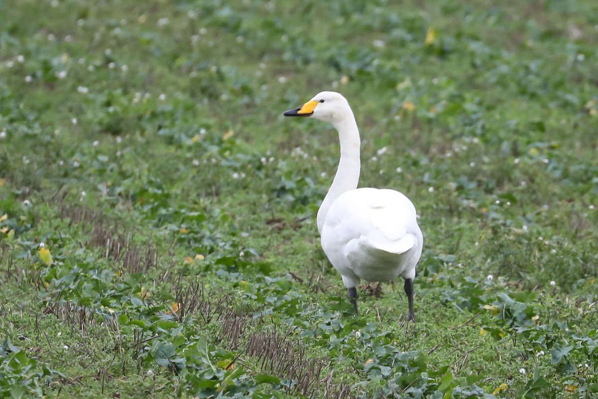 ML627644913 - Whooper Swan - Macaulay Library