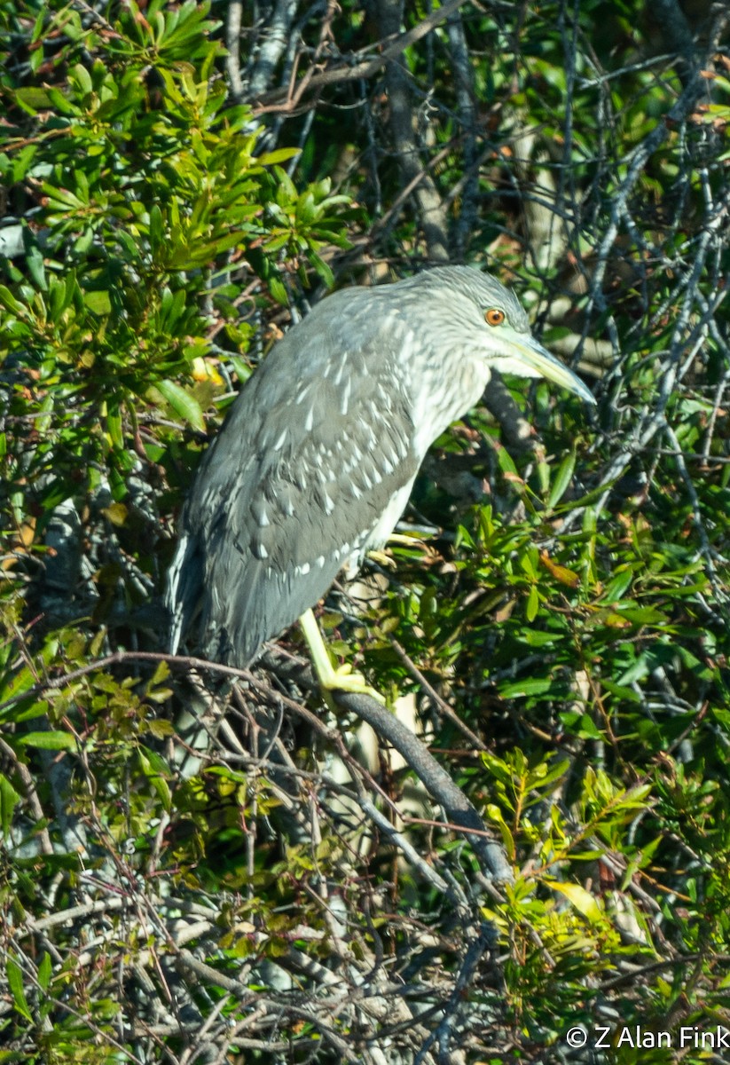 ML627645762 - Black-crowned Night Heron - Macaulay Library