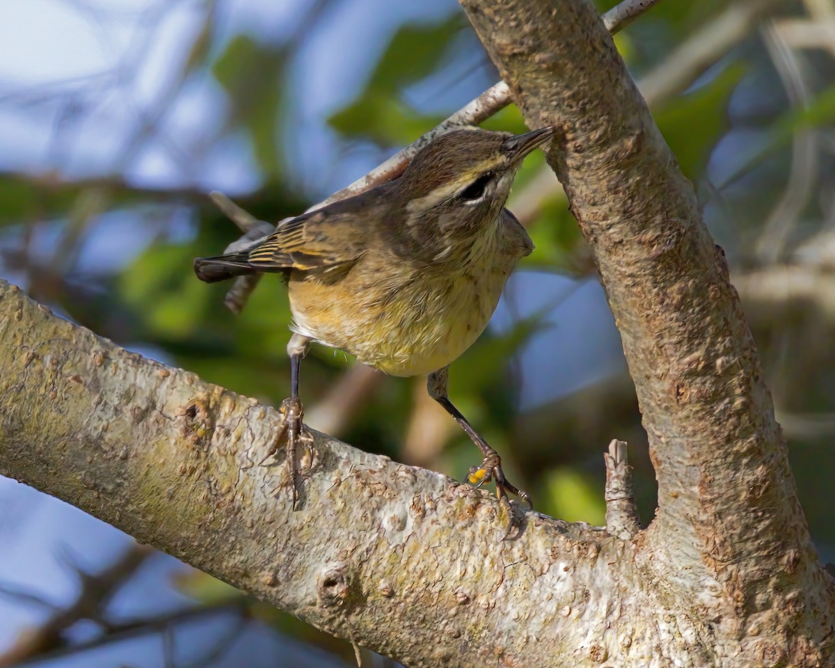 eBird Checklist - 15 Dec 2024 - Hardee Lakes Park - 28 species (+2 ...
