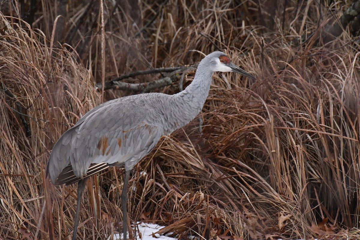 eBird Checklist - 16 Dec 2024 - Crex Meadows SWA - 8 species
