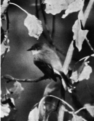 ML627650668 - Eastern Phoebe - Macaulay Library