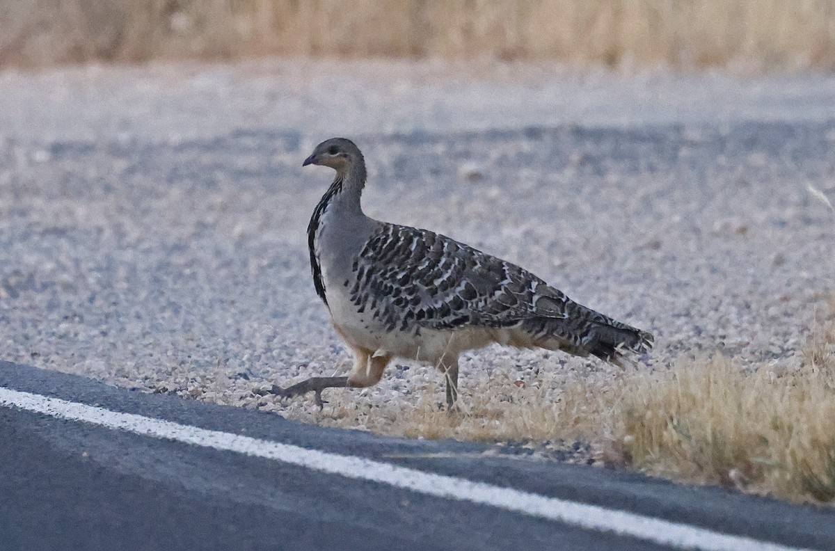 eBird Checklist - 22 Nov 2023 - Roadside Sighting - 1 species