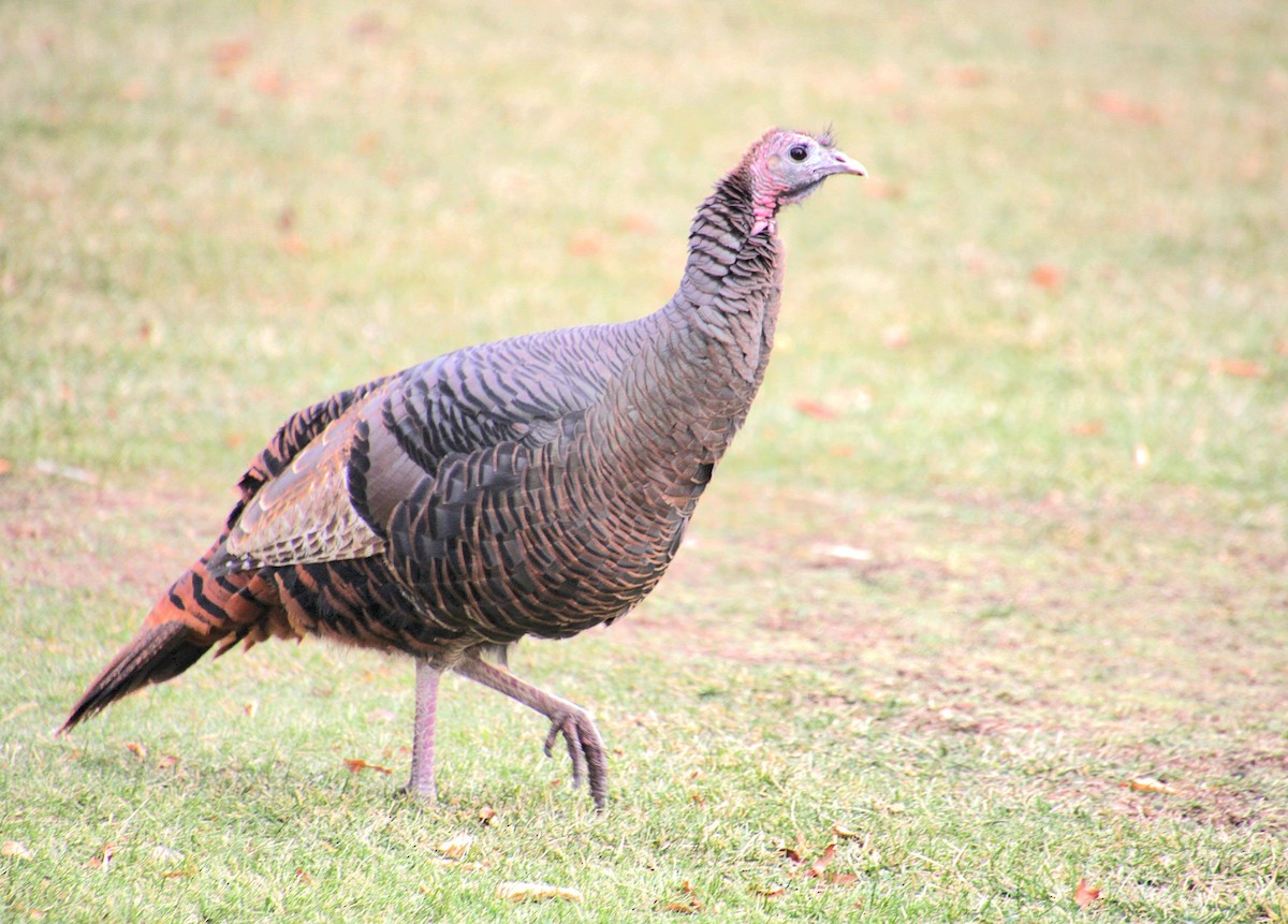 eBird Checklist - 16 Dec 2024 - Boston Nature Center Wildlife Sanctuary ...