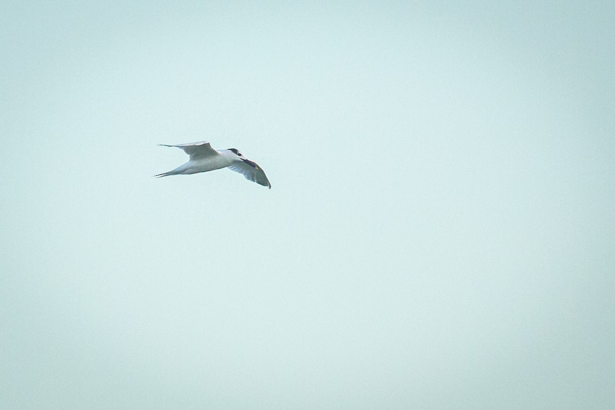 ML627655374 - Sandwich Tern - Macaulay Library