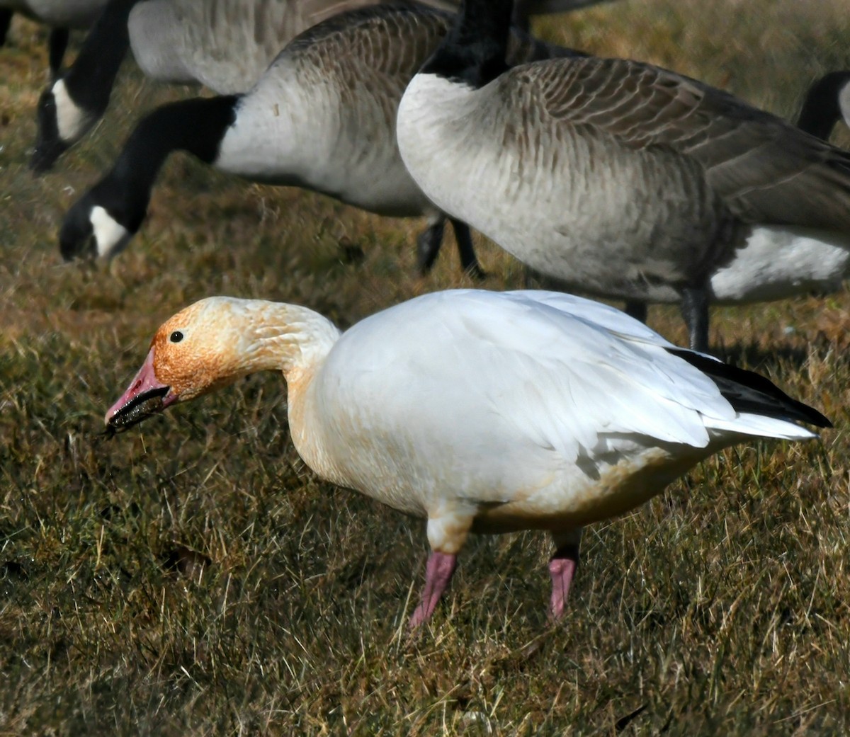 ML627655472 - Snow Goose - Macaulay Library