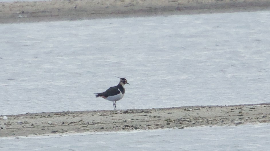 eBird Checklist - 17 Dec 2024 - Prime Hook NWR--Dike Trail (formerly ...