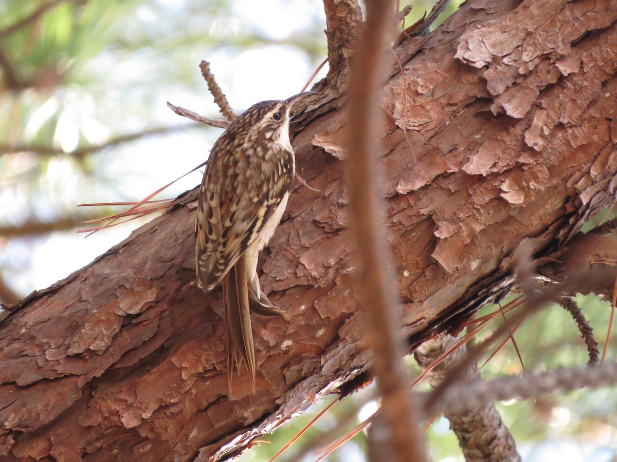 ML627656059 - Brown Creeper - Macaulay Library
