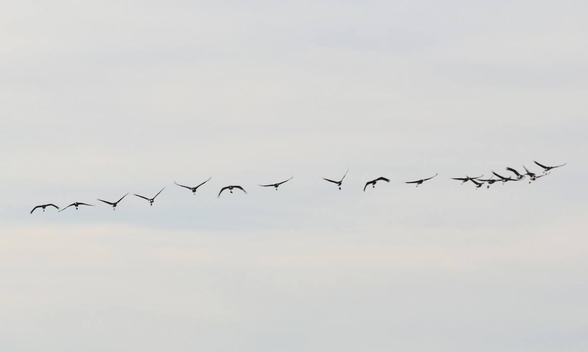 eBird Checklist - 17 Dec 2024 - Killdeer Plains Wildlife Area (Wyandot ...