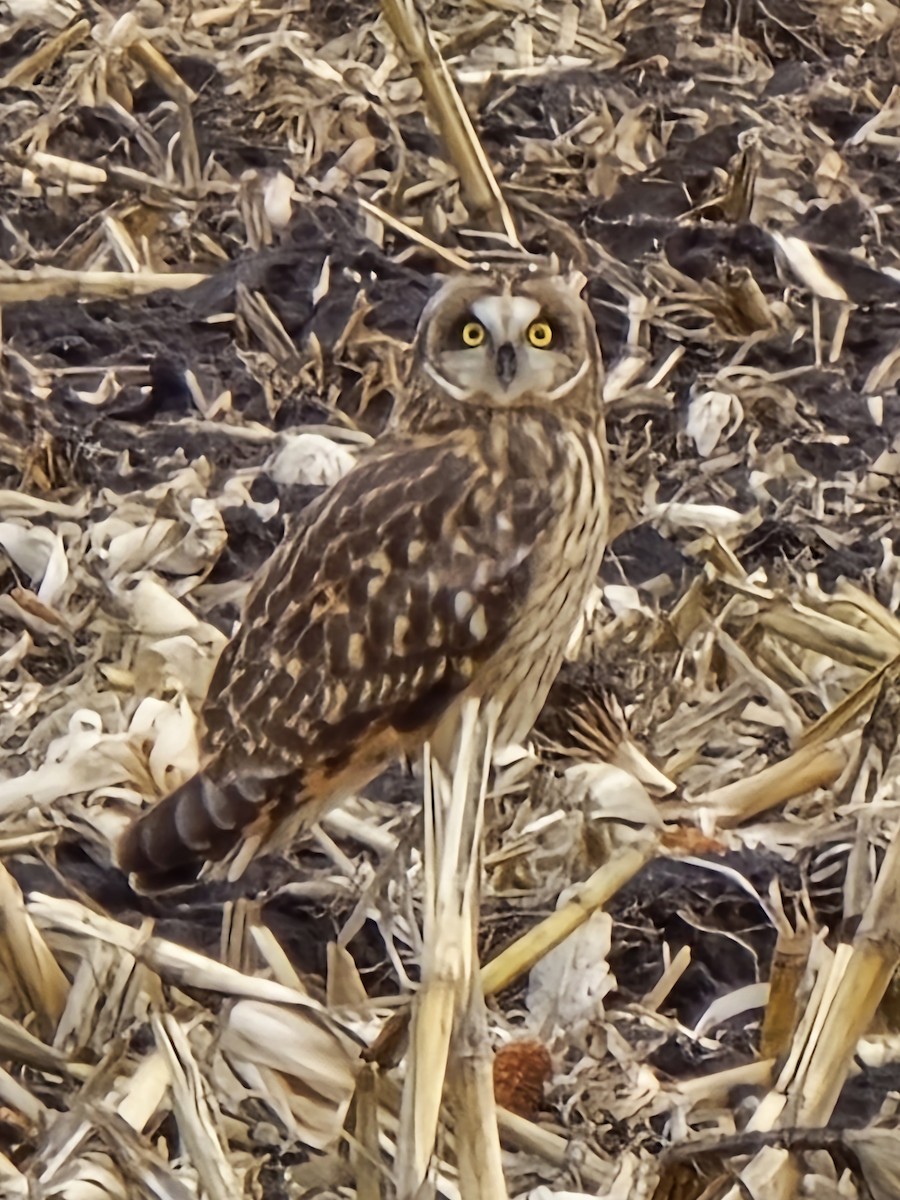 ML627662008 - Short-eared Owl - Macaulay Library