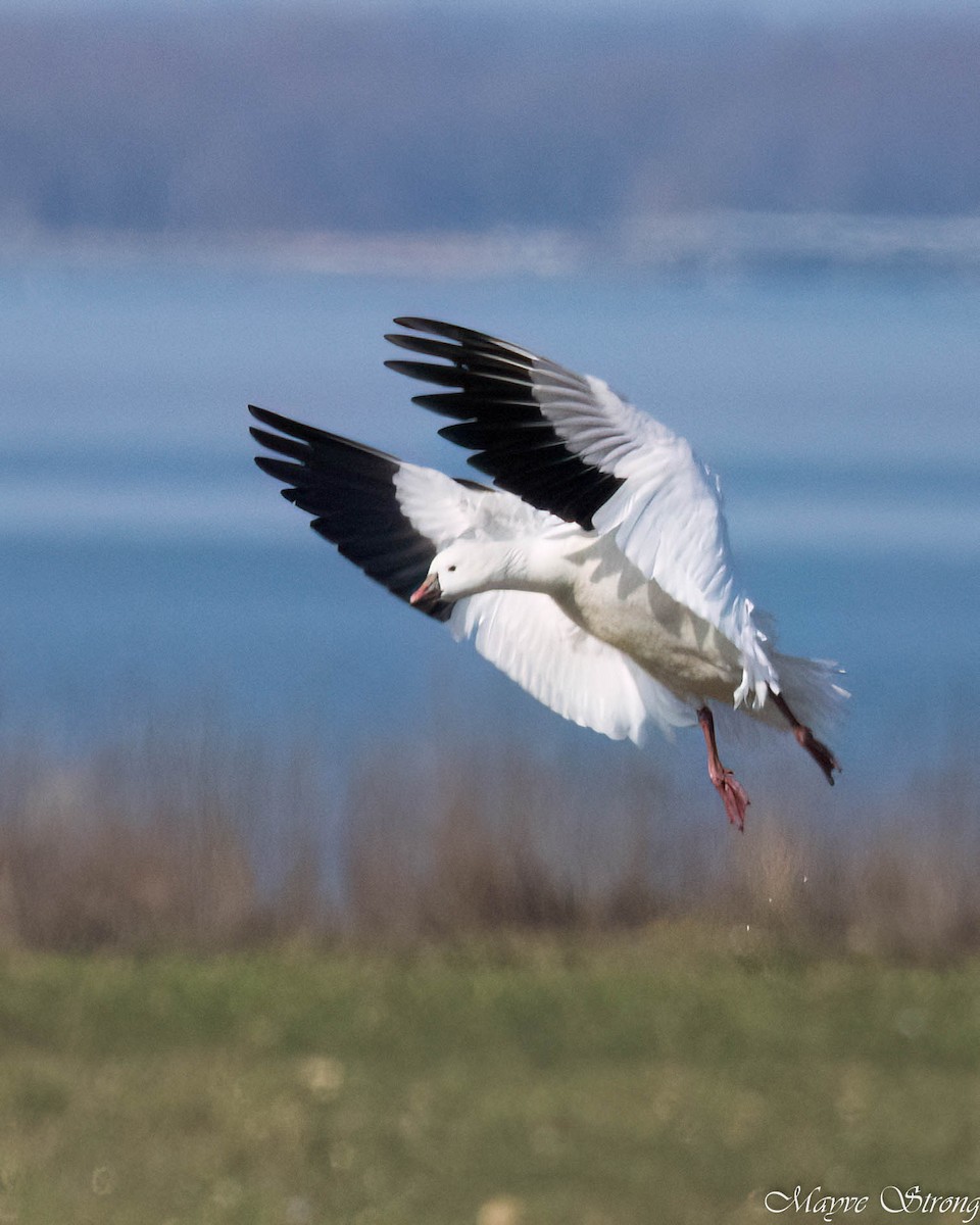 eBird Checklist - 17 Dec 2024 - Hagerman NWR - 58 species (+1 other taxa)