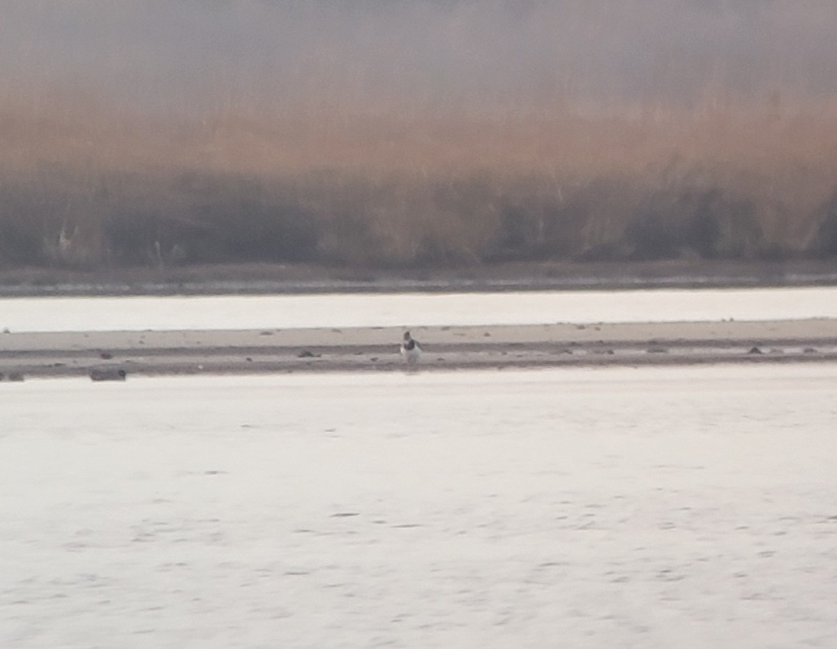 eBird Checklist - 17 Dec 2024 - Prime Hook Marsh - 1 species