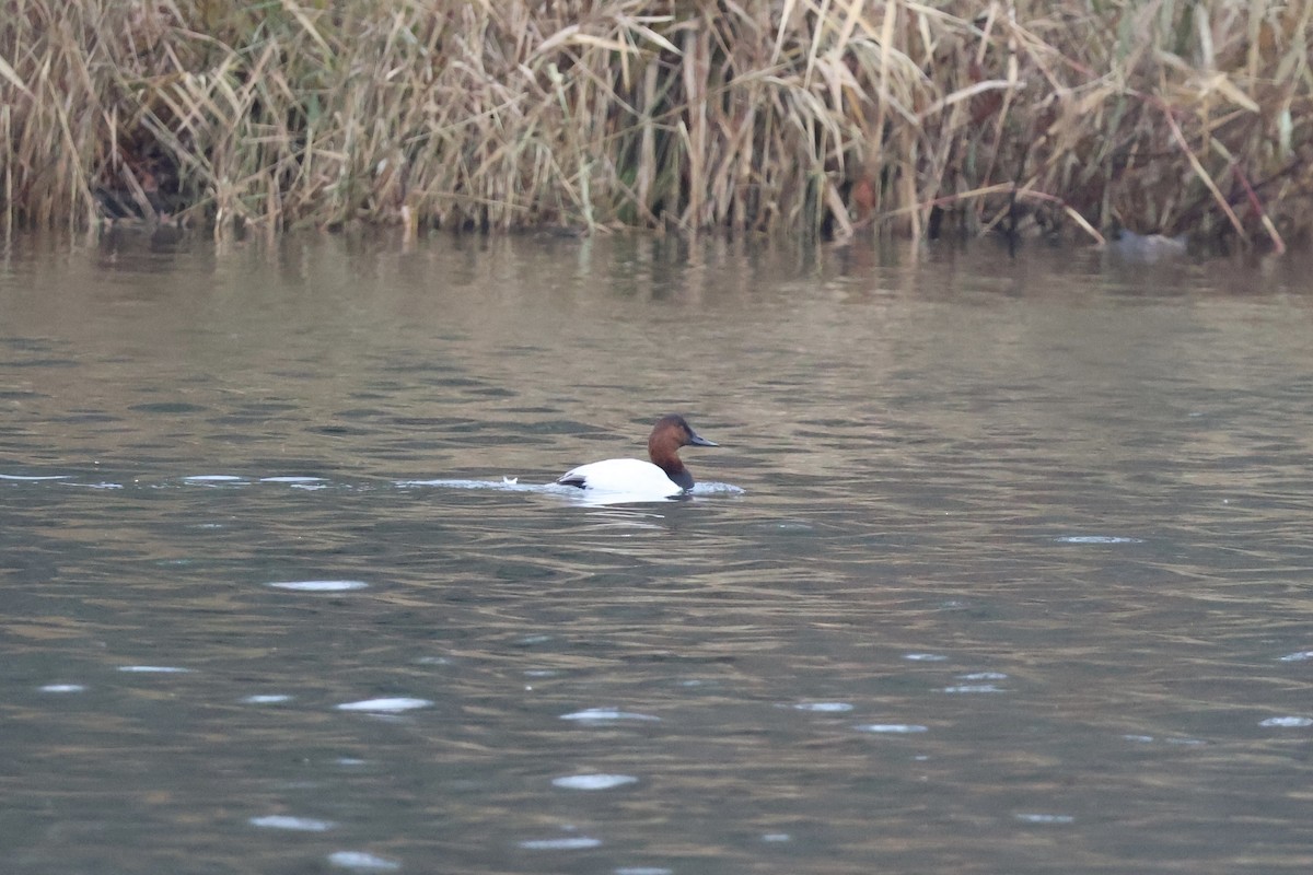 ML627671160 - Canvasback - Macaulay Library