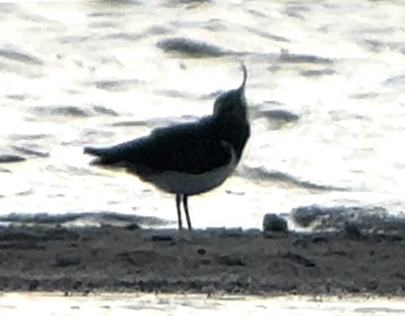 eBird Checklist - 17 Dec 2024 - Prime Hook NWR--Prime Hook Beach Rd ...