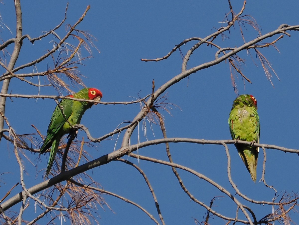 eBird Checklist - 17 Dec 2024 - Lacy Park - 27 species