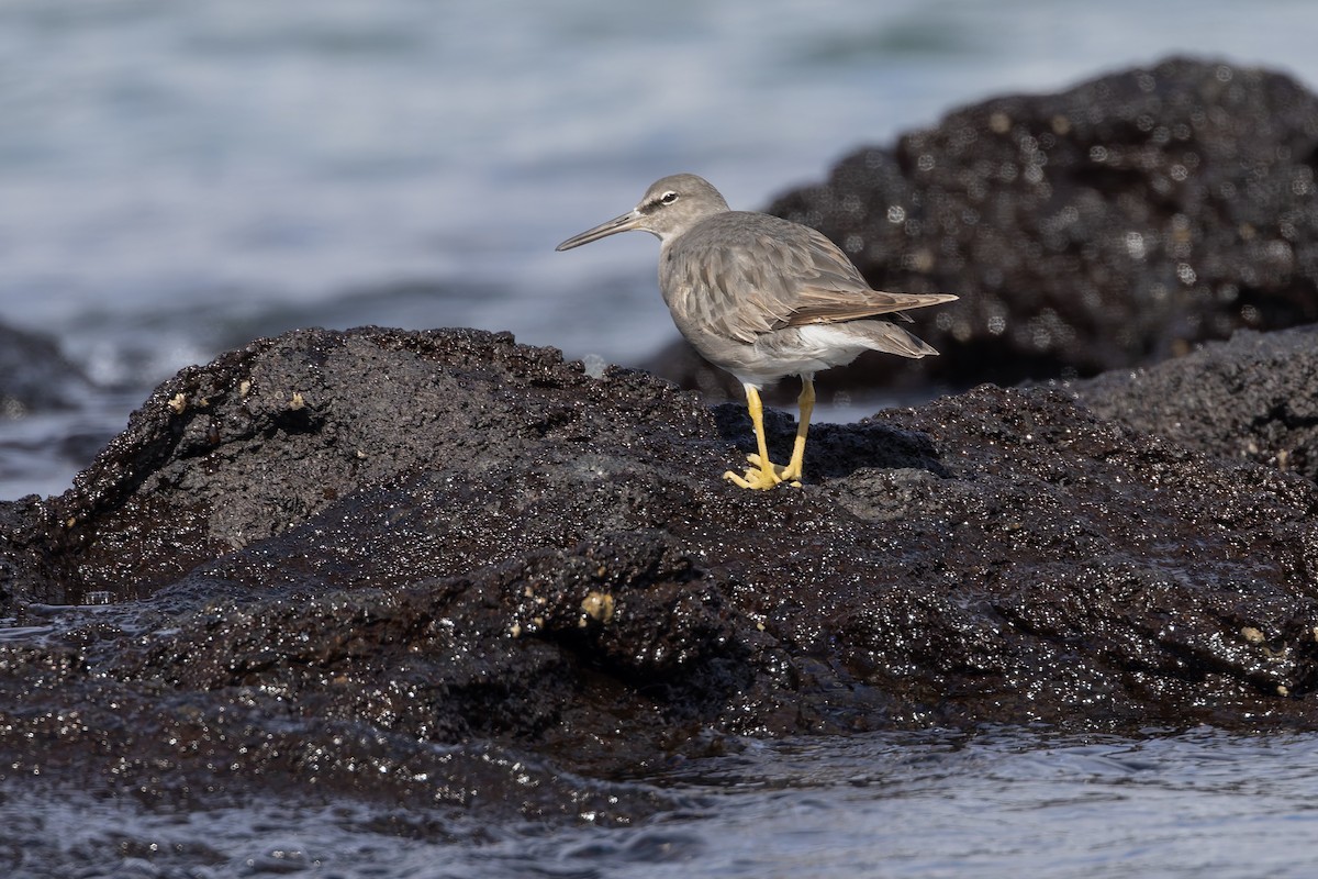 eBird Checklist - 22 Oct 2024 - Isla Fernandina--Punta Espinoza - 18 ...