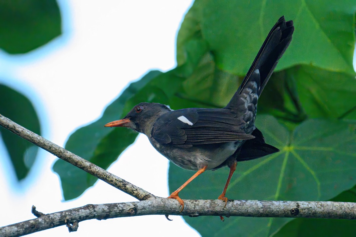 ML627687593 - White-chinned Thrush - Macaulay Library