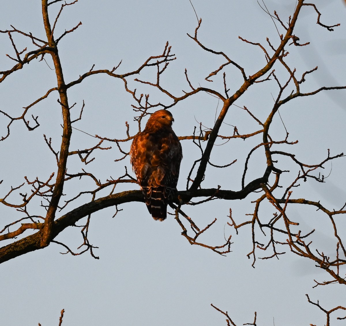 Pennsylvania Bird Atlas Checklist - 18 Dec 2024 - Fort Indiantown Gap Restricted Access ...