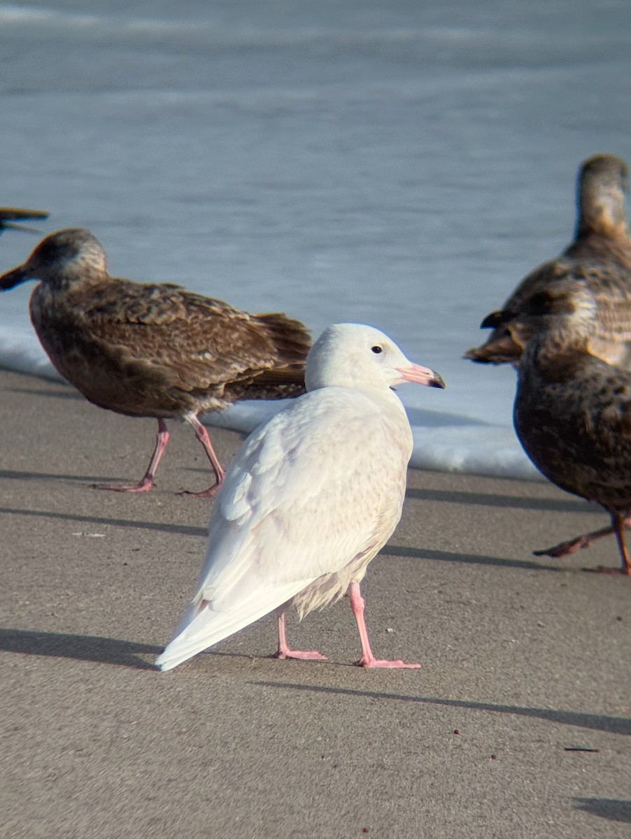 ML627690796 - Glaucous Gull - Macaulay Library