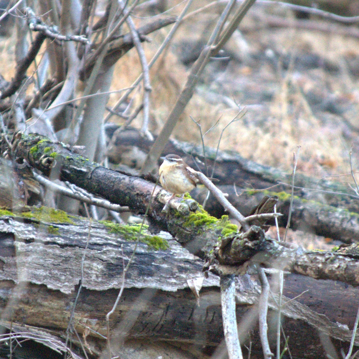 Pennsylvania Bird Atlas Checklist - 17 Dec 2024 - Lowries Run Slopes ...