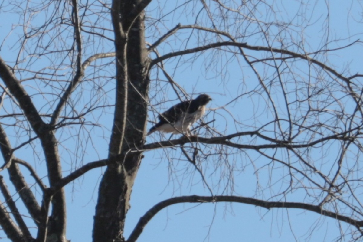 Pennsylvania Bird Atlas Checklist - 17 Dec 2024 - 324–354 Quarry Rd ...