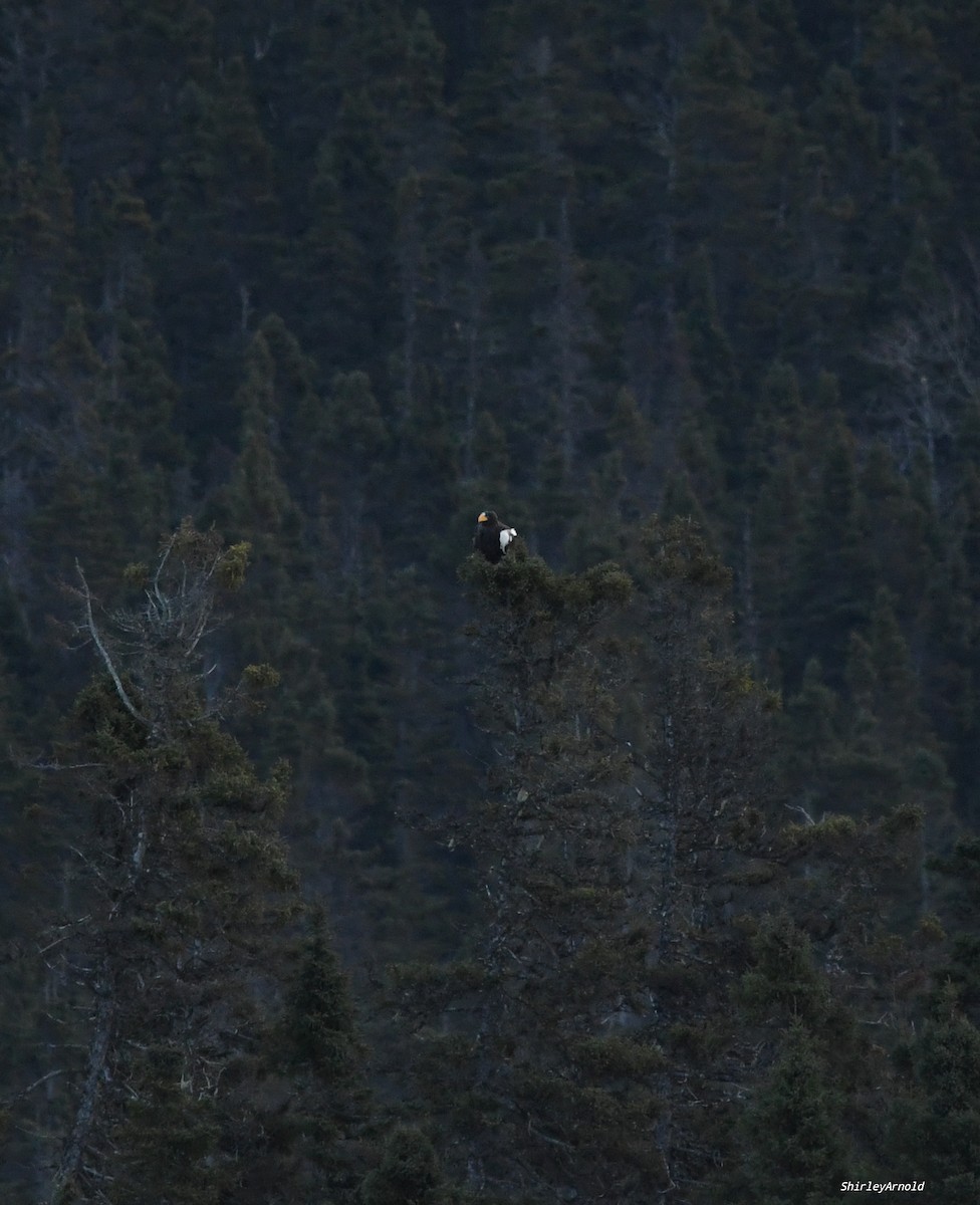 eBird Checklist - 18 Dec 2024 - TNNP--Inner Newman Sound - 1 species