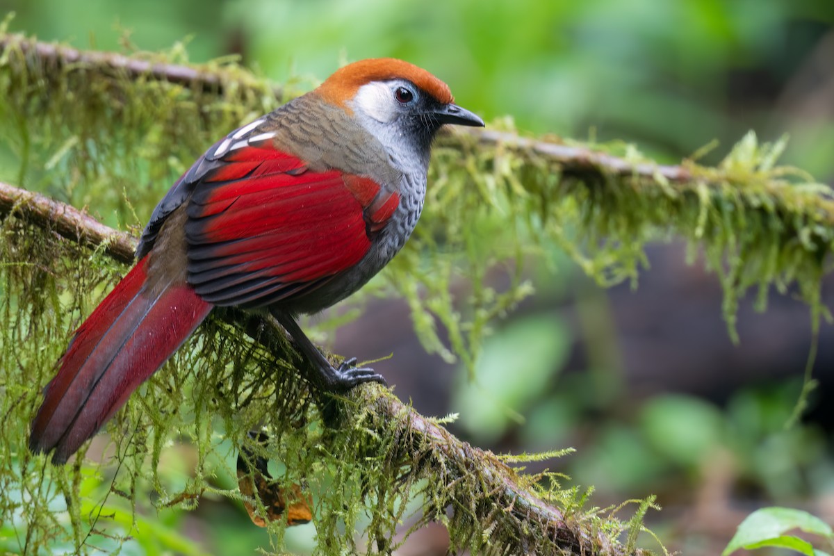 ML627693548 - Red-tailed Laughingthrush - Macaulay Library