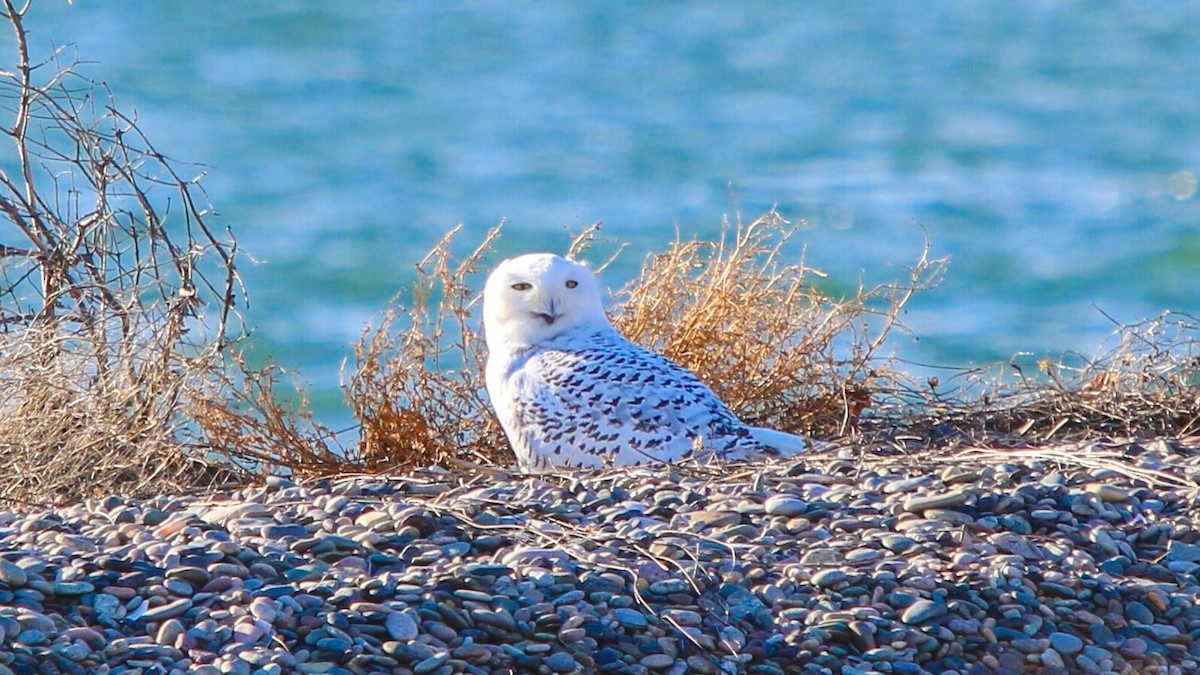 eBird Checklist - 17 Dec 2024 - Duxbury Beach--The Gurnet - 1 species