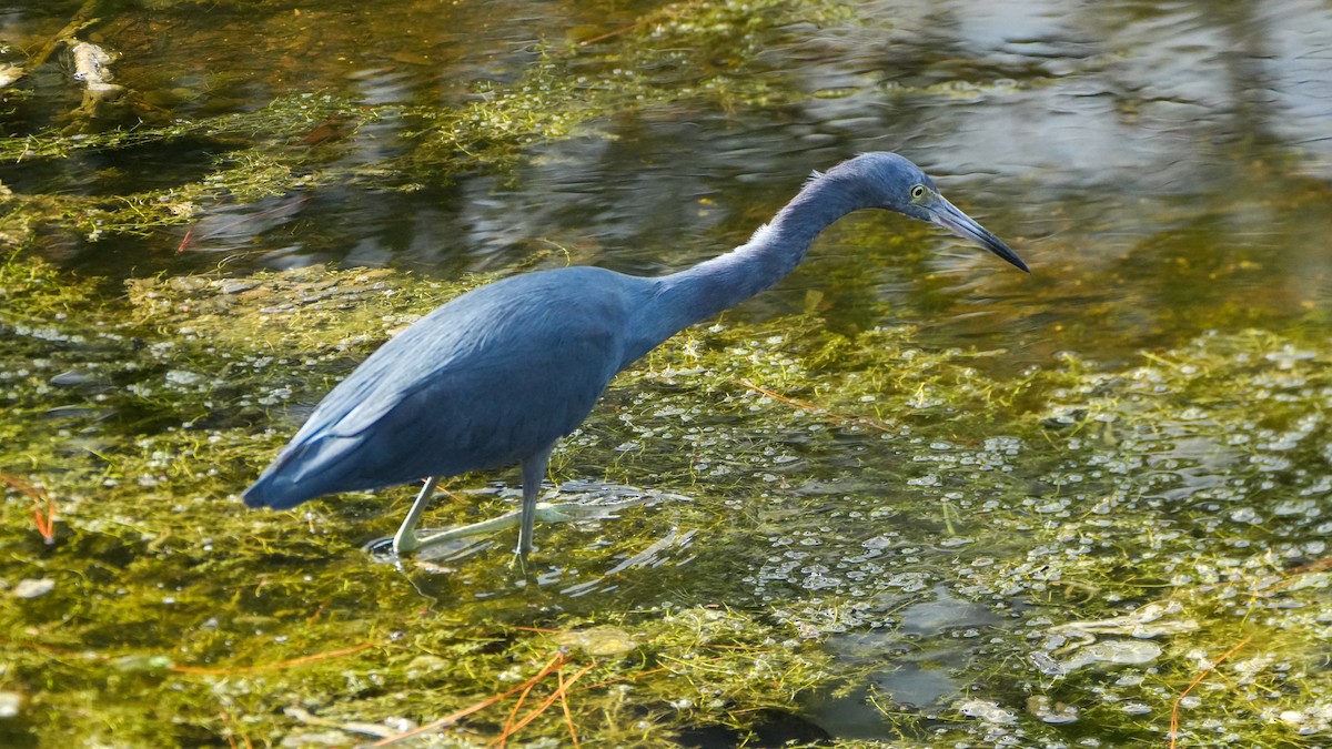 eBird Checklist - 18 Dec 2024 - North Jupiter Flatwoods Natural Area ...