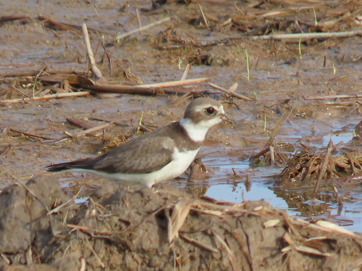 eBird Checklist - 10 Dec 2024 - Caroni Rice Fields - 35 species
