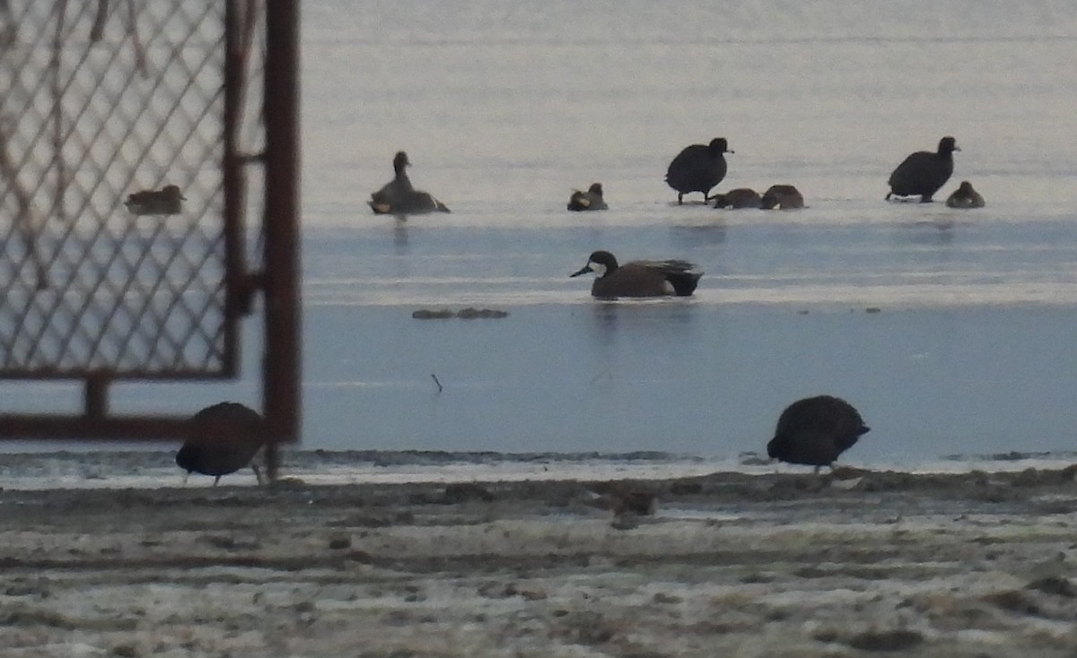 eBird Checklist - 17 Dec 2024 - Salton Sea--Obsidian Butte - 24 species ...