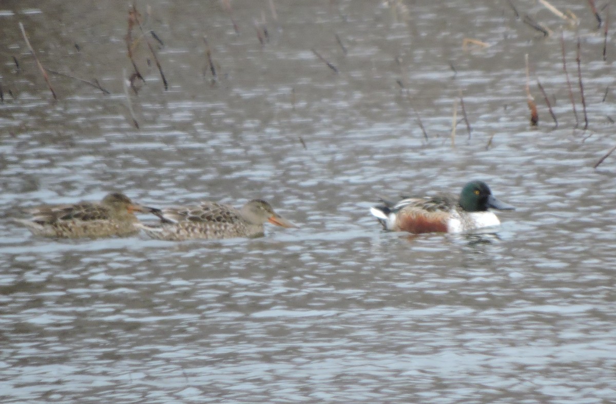 eBird Checklist - 18 Dec 2024 - Clarence Cannon NWR - 34 species