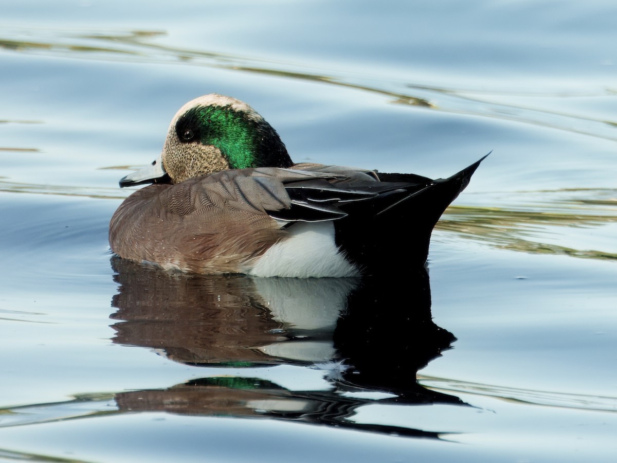 eBird Checklist - 18 Dec 2024 - Don Knabe Community Regional Park - 25 ...