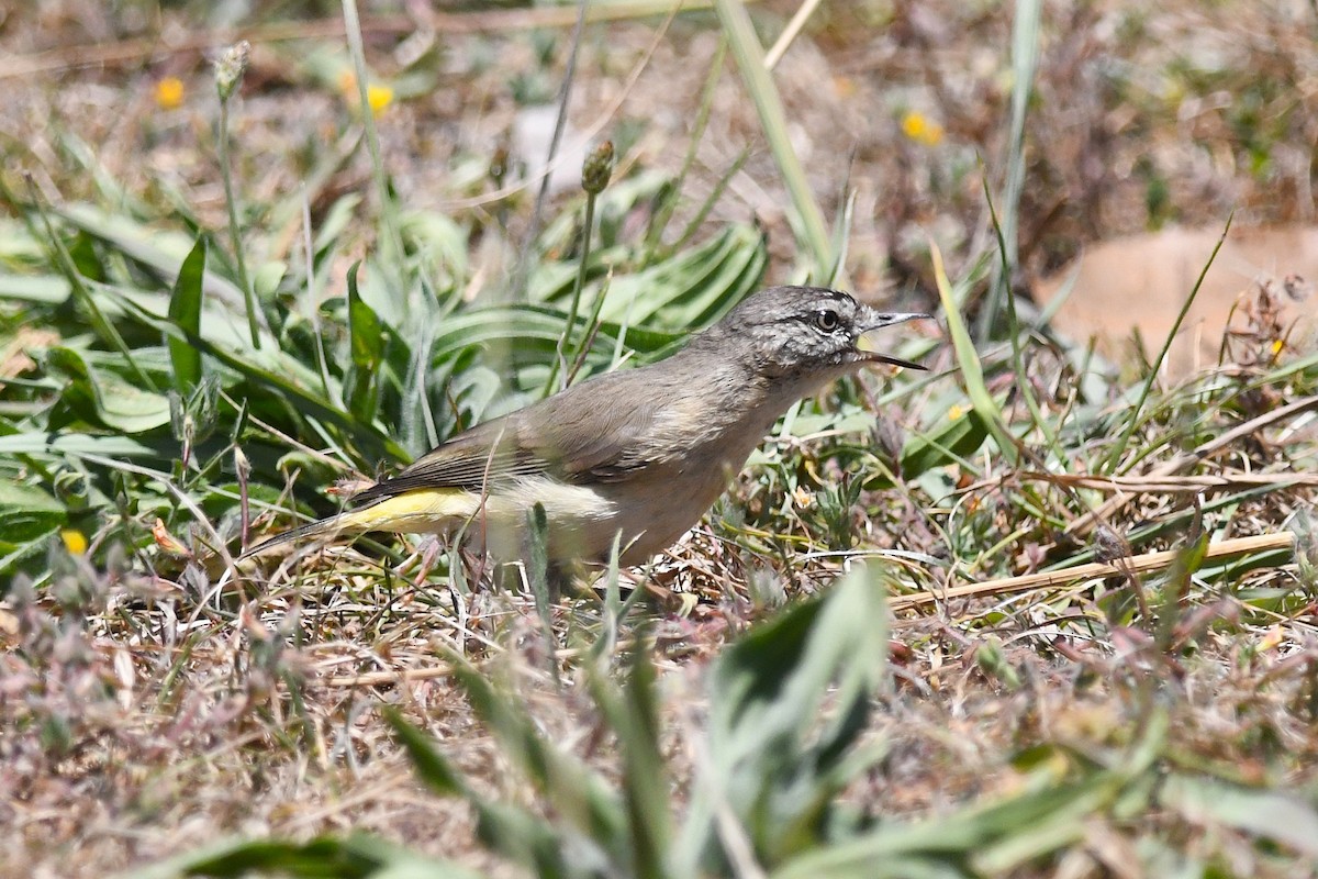 eBird Checklist - 19 Dec 2024 - Yarra Valley Trail, Lilydale to ...