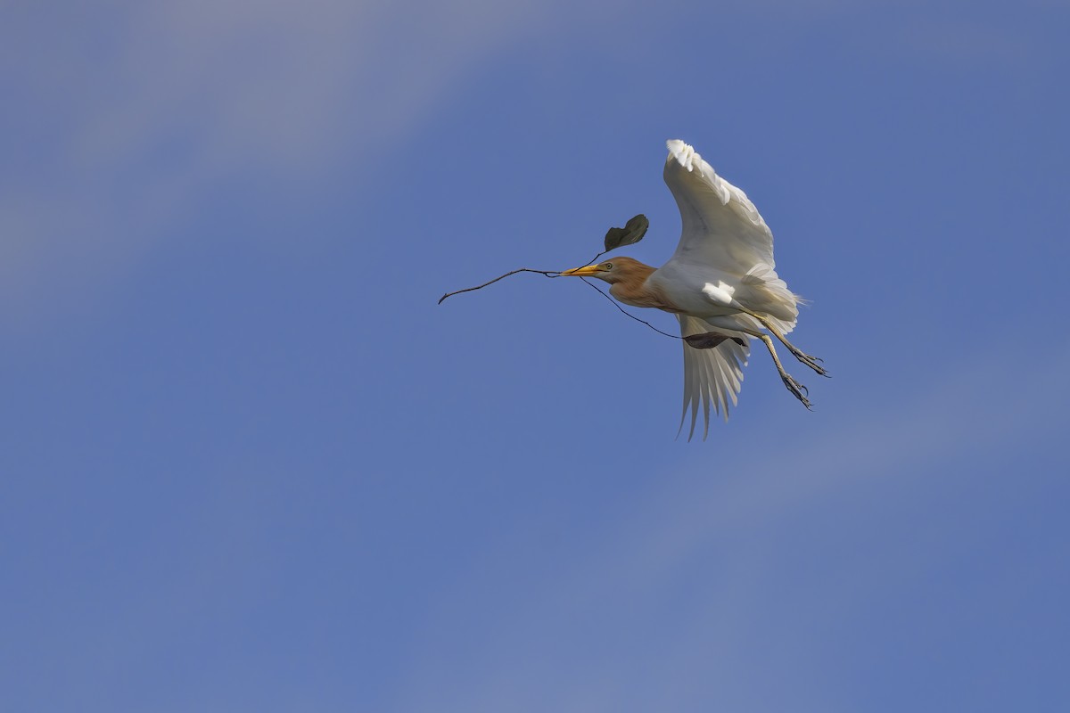 eBird Checklist - 19 Dec 2024 - Lake Galletly (University of Queensland ...