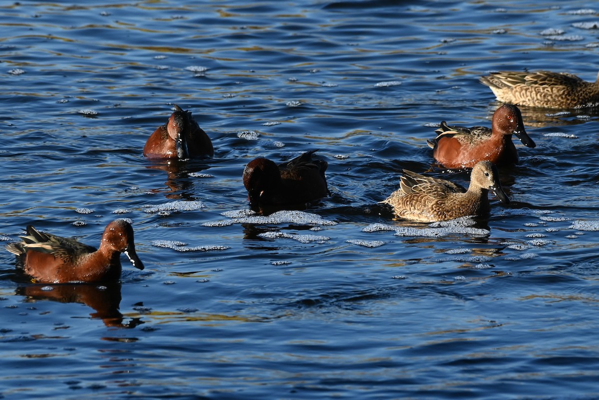 eBird Checklist - 18 Dec 2024 - Henderson Bird Viewing Preserve - 38 ...