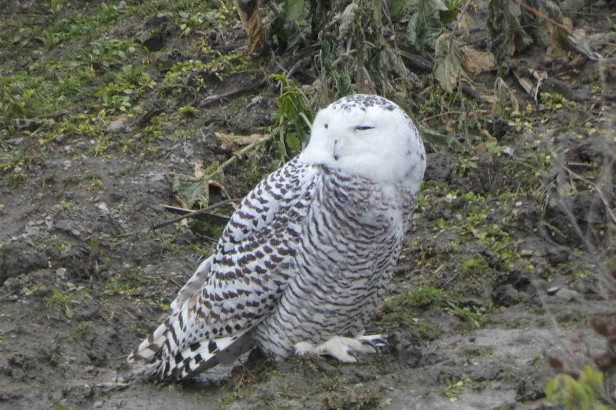 eBird Checklist - 18 Dec 2024 - Pte. Mouillee SGA (permit required Sep ...