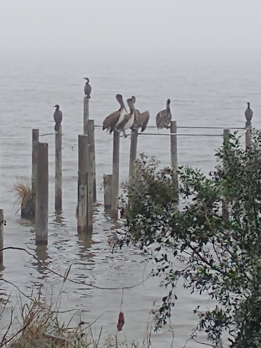 eBird Checklist - 19 Dec 2024 - Lake Reedy, Frostproof, Florida, US (27 ...
