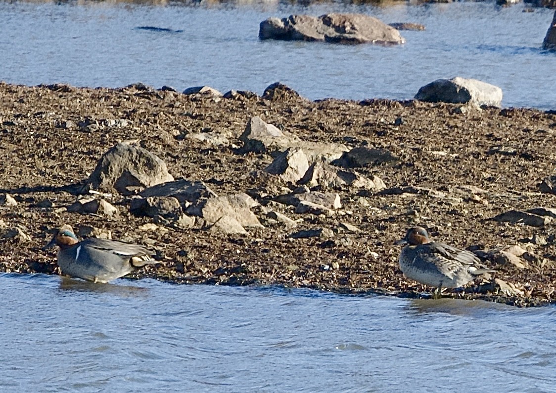 Pennsylvania Bird Atlas Checklist - 19 Dec 2024 - Hibernia County Park--Chambers Lake - 31 species