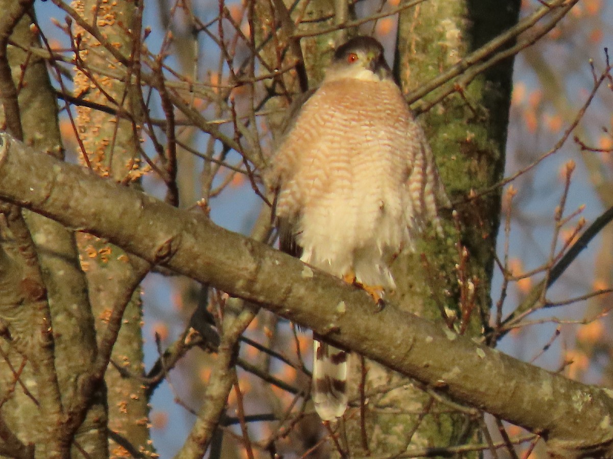 Pennsylvania Bird Atlas Checklist - 19 Dec 2024 - Hibernia County Park--Chambers Lake - 36 species