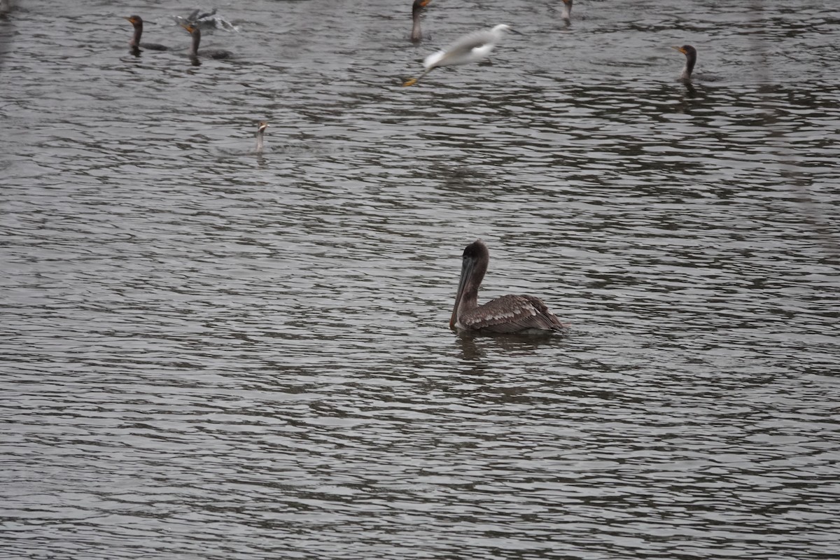 eBird Checklist - 19 Dec 2024 - Dos Rios Ranch Preserve (entire future ...