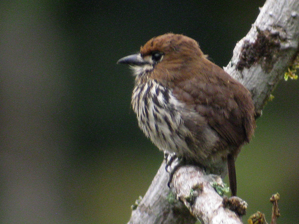 eBird Checklist - 2 Aug 2010 - Carretera a Manú--Montane Forest - 25 ...