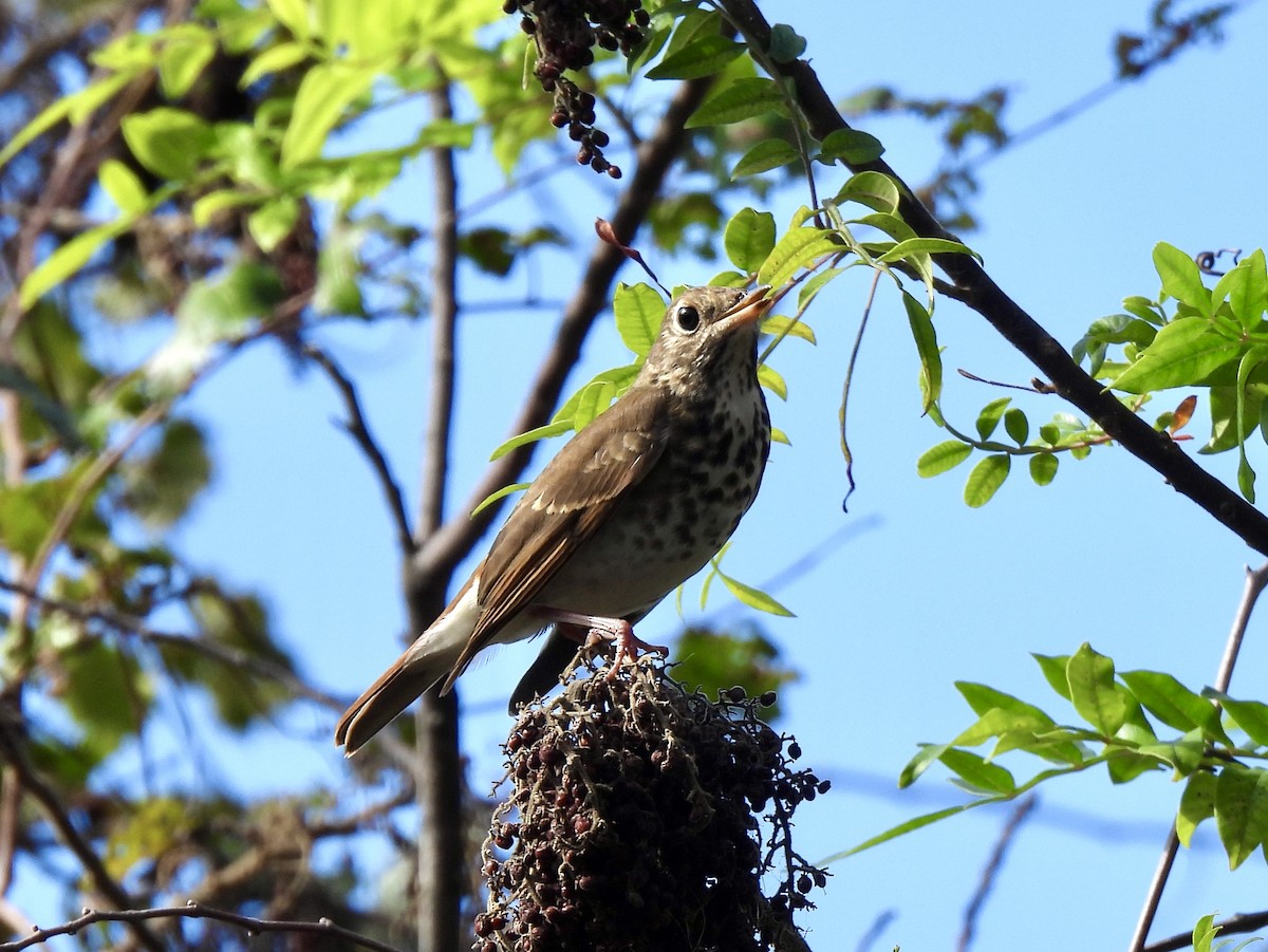 eBird Checklist - 19 Dec 2024 - North Jupiter Flatwoods Natural Area ...