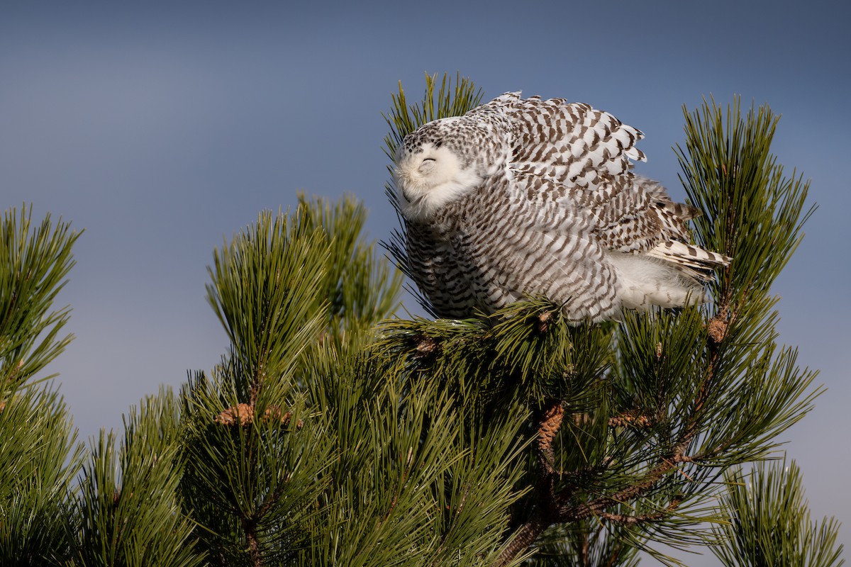 eBird Checklist - 18 Dec 2024 - Snowy Stakeout - 2 species