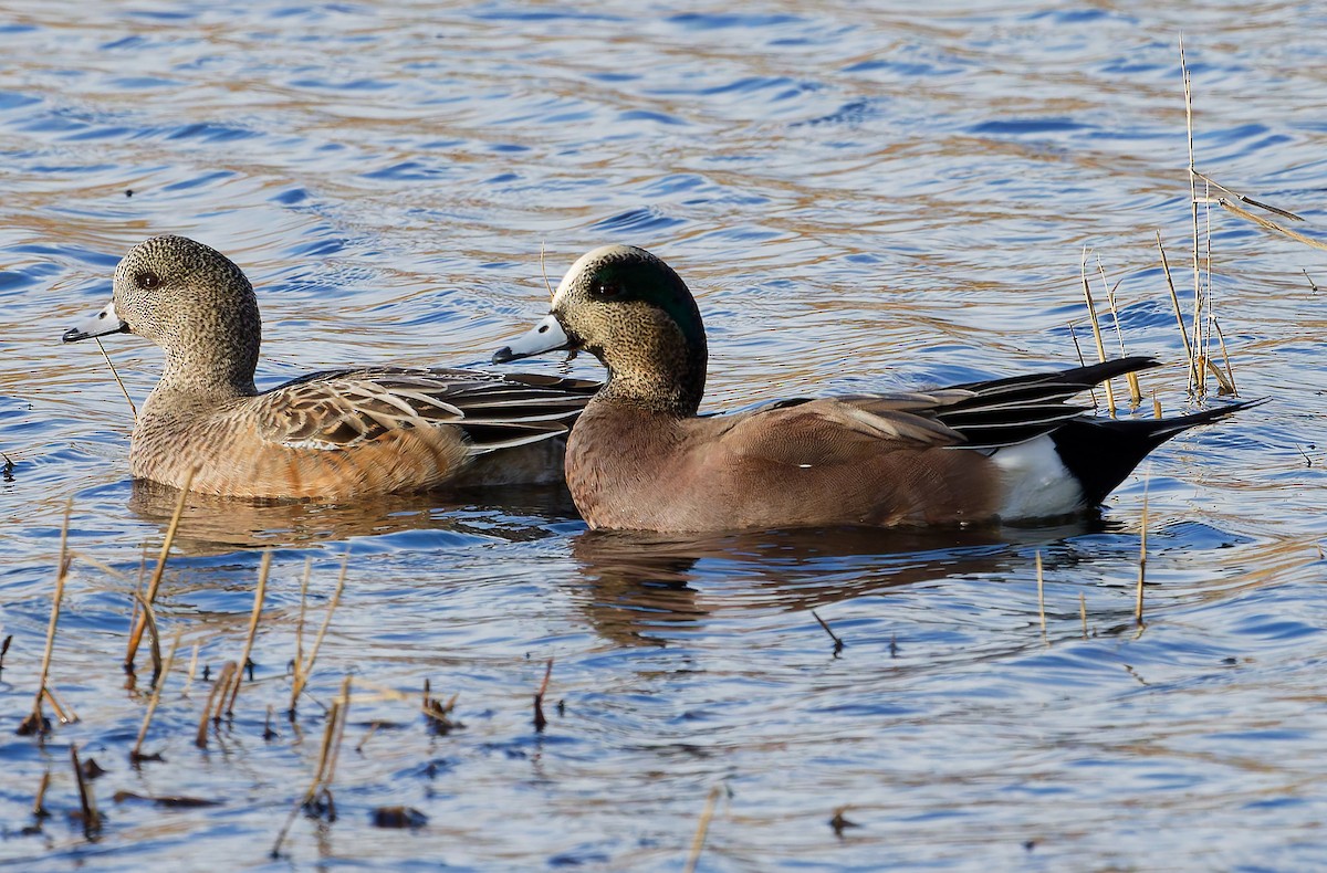 eBird Checklist - 18 Dec 2024 - Billy Frank Jr. Nisqually NWR - 50 ...